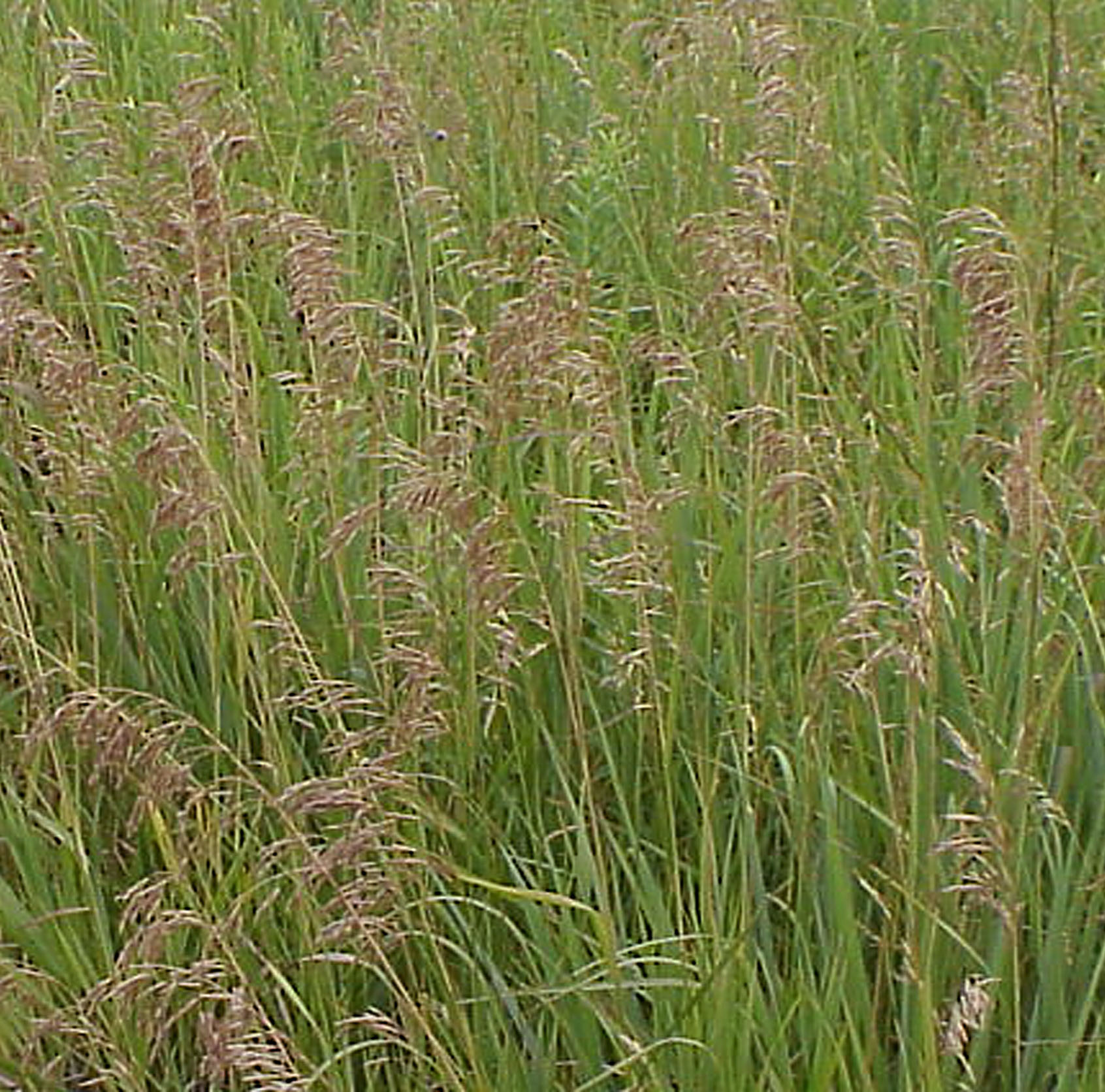 Bouteloua curtipendula: Perennial Market