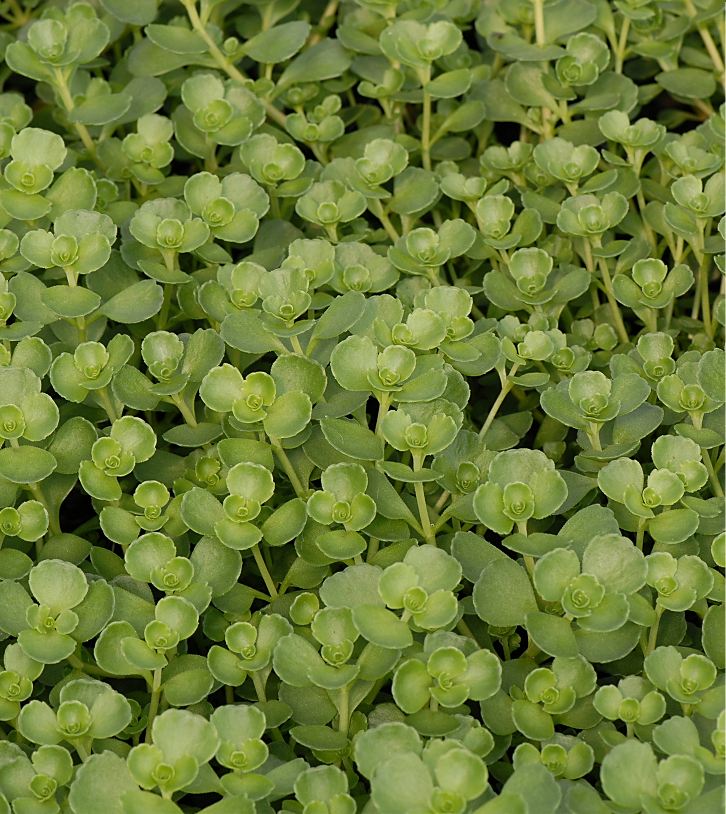 Sedum spurium 'John Creech': Perennial Market