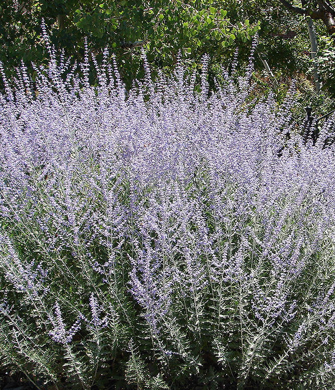 Perovskia atriplicifolia: Perennial Market