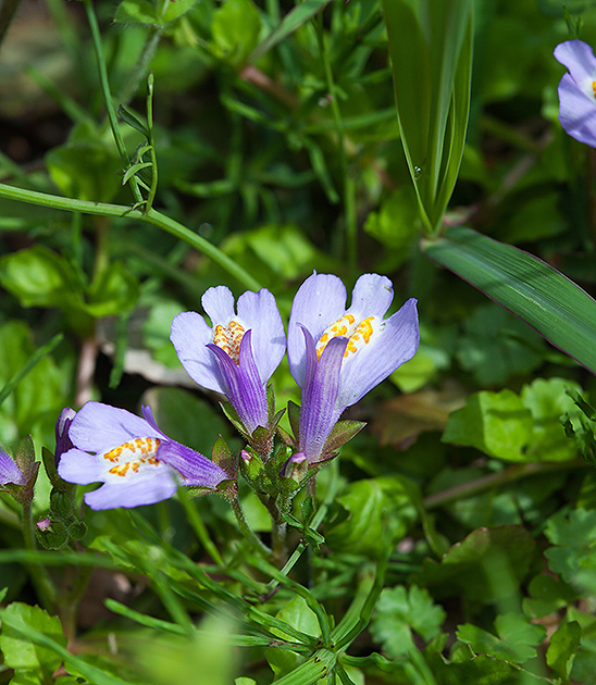 Mazus reptans: Perennial Market